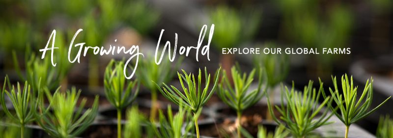 A Growing World: Explore our global farms | Young Living Canada Blog