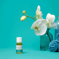 The best smells of winter—simplified | Young Living Blog