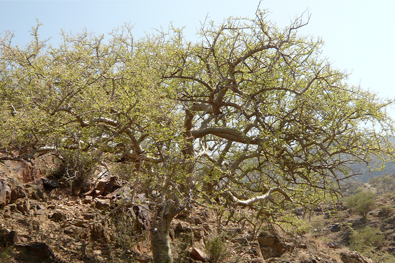 Myrrhe - Wirkung und Anwendung für Körper und Geist - Young Living Blog