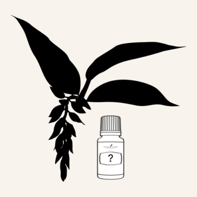 【オンラインイベント】2025年1月10日（金）YL DAYで新年のキックオフ！ - ヤング・リビング 公式ブログ