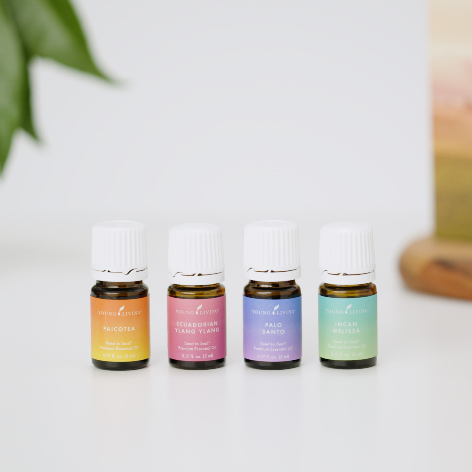 De la Selva Ecuatoriana a tu Hogar: Conoce la Colección Finca Botánica