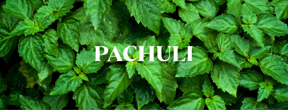 Todo lo que necesitas saber del aceite esencial Pachuli
