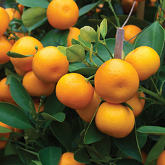 Cinnamon Fruit Dip Recipe | Young Living Blog