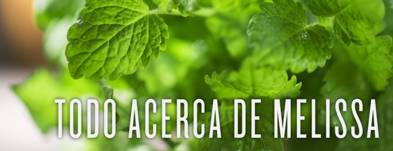 Medios Archives | El Blog de Young Living