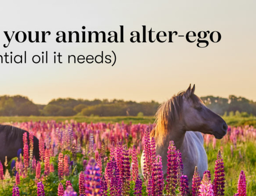 Meet Your Match: Find Your Perfect Diffuser