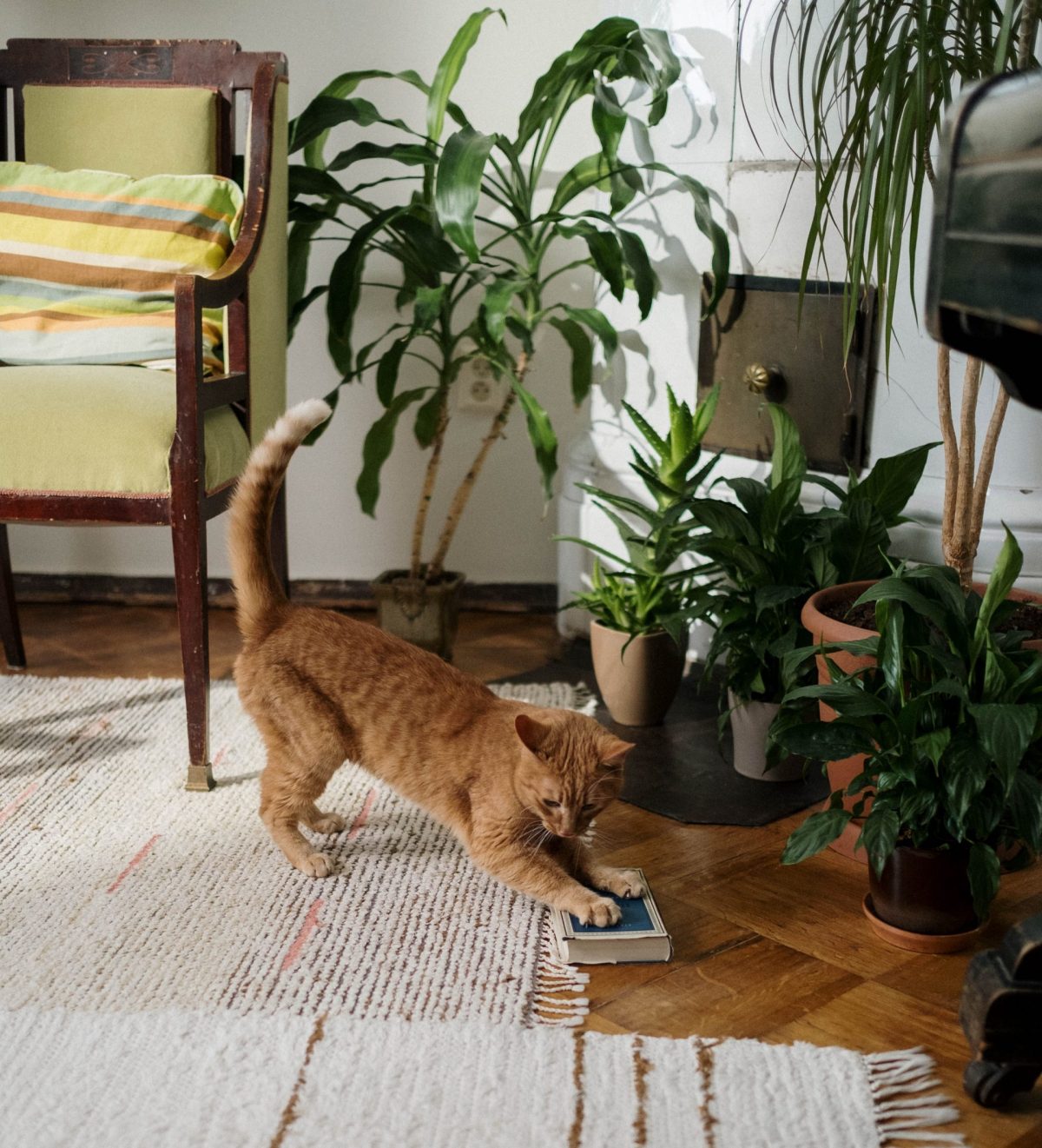 “Spaw” day: The perfect spa day for your furry friends | Young Living ...