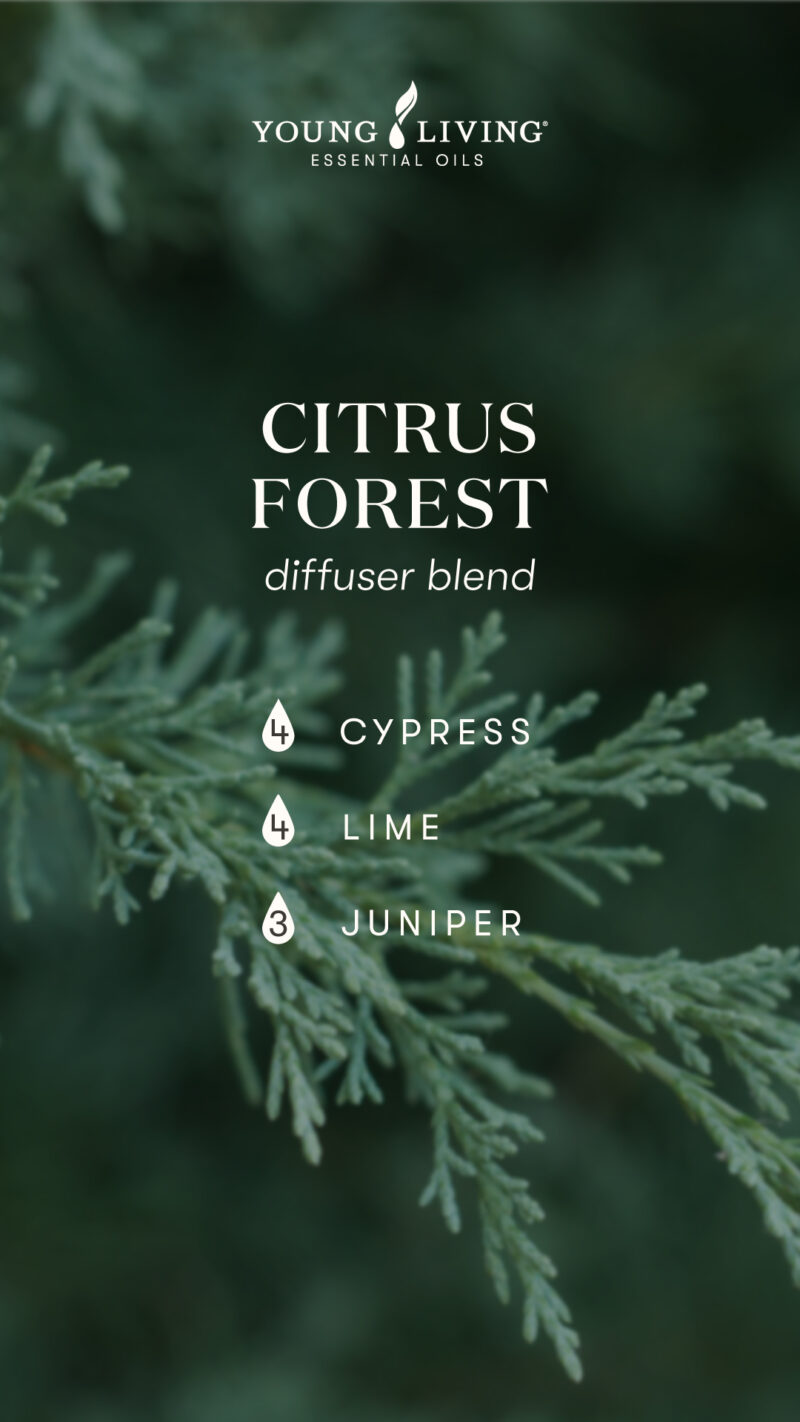 Make Cypress an evergreen staple in your home | Young Living Blog - US EN