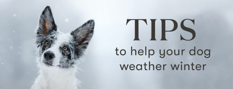 Tips to help your dog weather winter | Young Living Blog - US EN