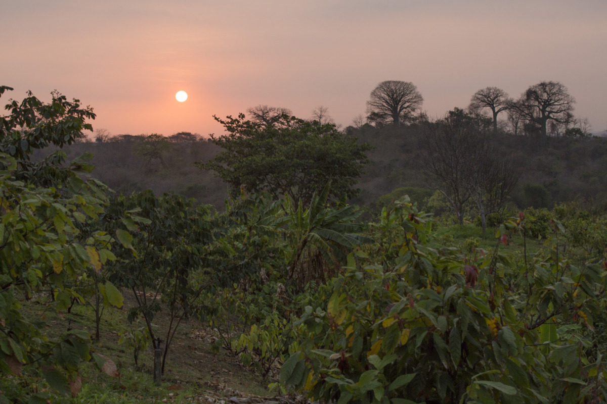 Get to Know the Young Living Finca Botanica Farm | Young Living