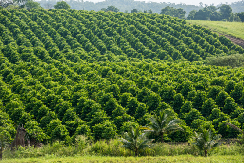 Get to Know the Young Living Finca Botanica Farm | Young Living