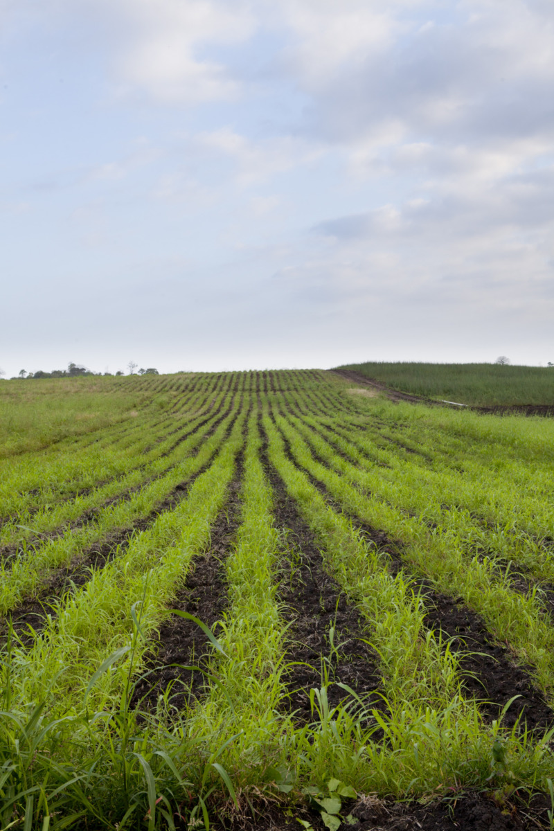 Get to Know the Young Living Finca Botanica Farm | Young Living