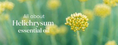 All About Helichrysum Essential Oil & Its Benefits | Young Living Blog