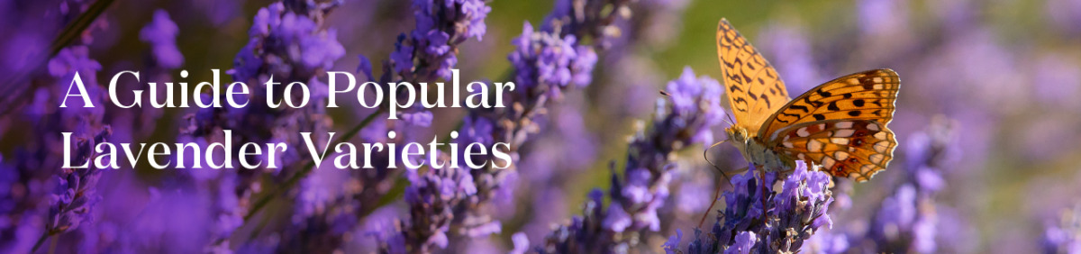 A guide to popular lavender varieties | Young Living Blog - US EN