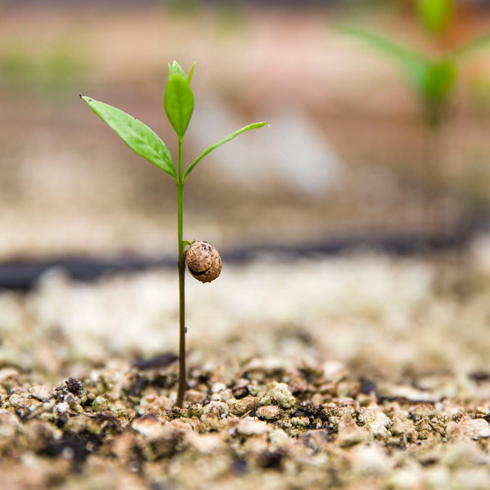 All About Young Living – Malaysia Learning Center